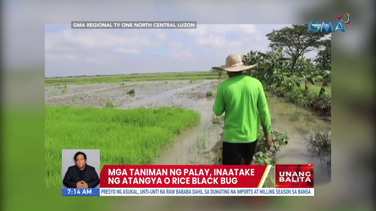 Mga taniman ng palay, inaatake ng atangya o rice black bug | UB - video ...