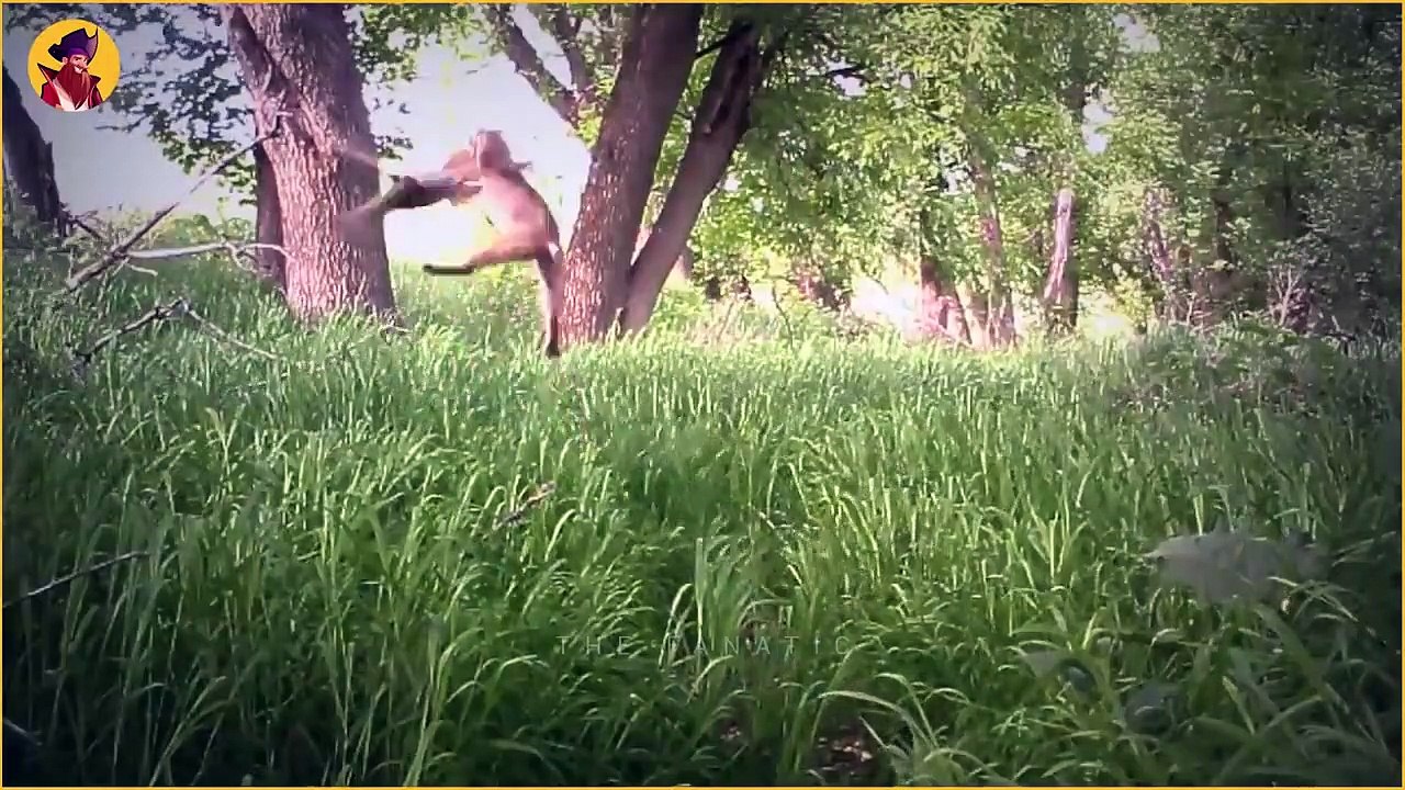 Most Impressive Moments Of Animals Escaping Death - video Dailymotion