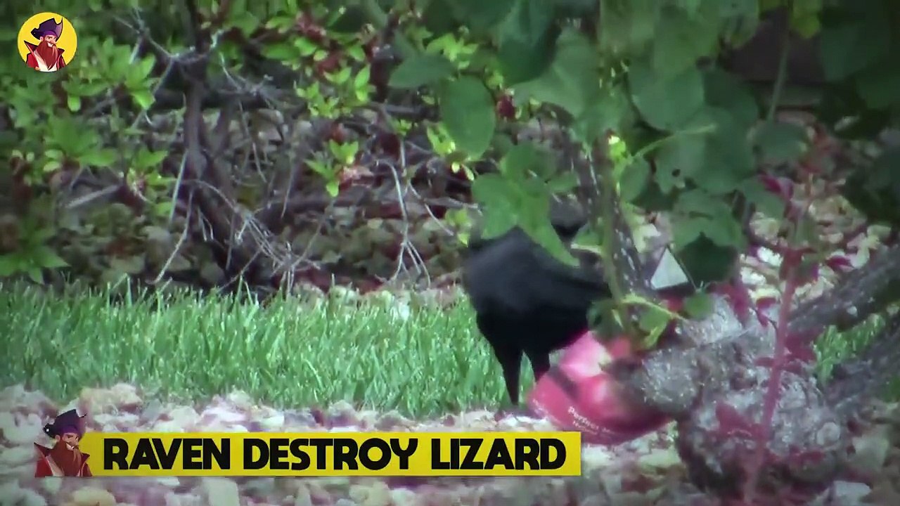 Is The Raven The Smartest Of All Birds - video Dailymotion