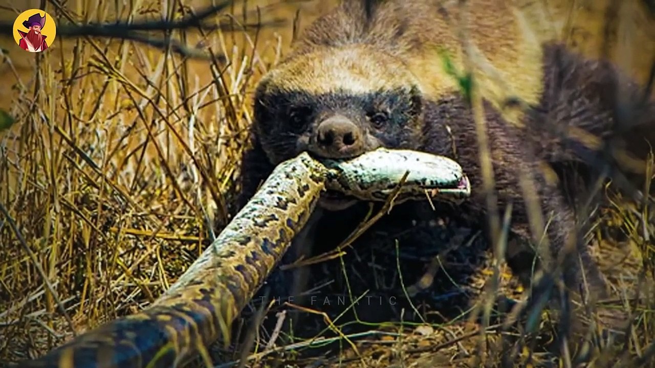 Top 17 Moments When Honey Badgers Show The Competition, Just How Nuts ...
