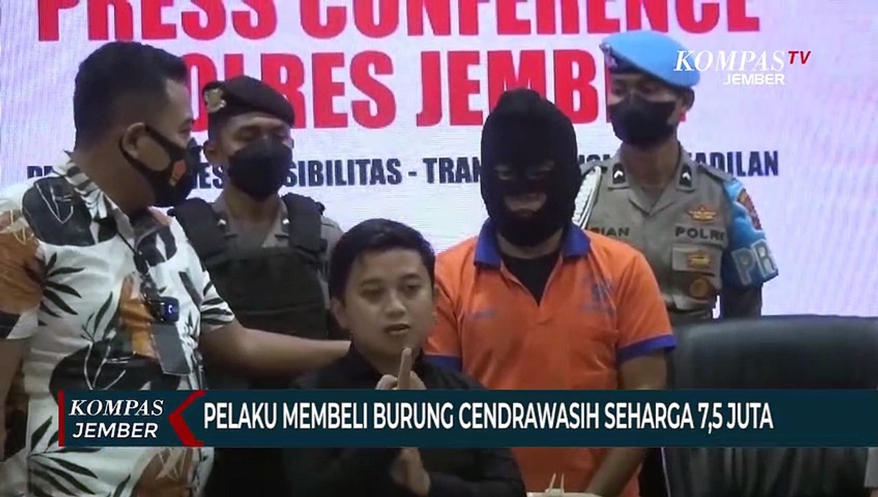 Polisi GerebekPenangkaran Ilegal Burung Cendrawasih - Video Dailymotion