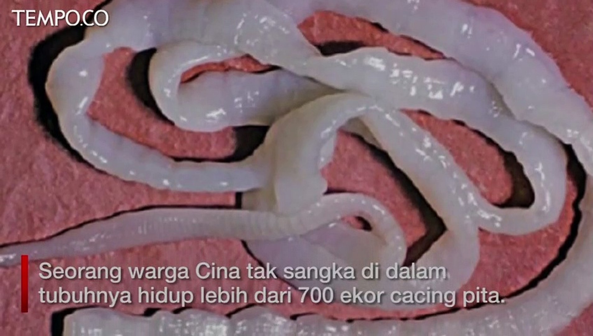 Cacing Pita Dalam Tubuh Manusia