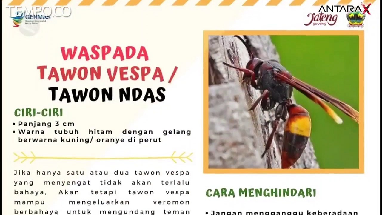 Vespa Affinis, Tawon Sangat Beracun yang Mematikan - video Dailymotion