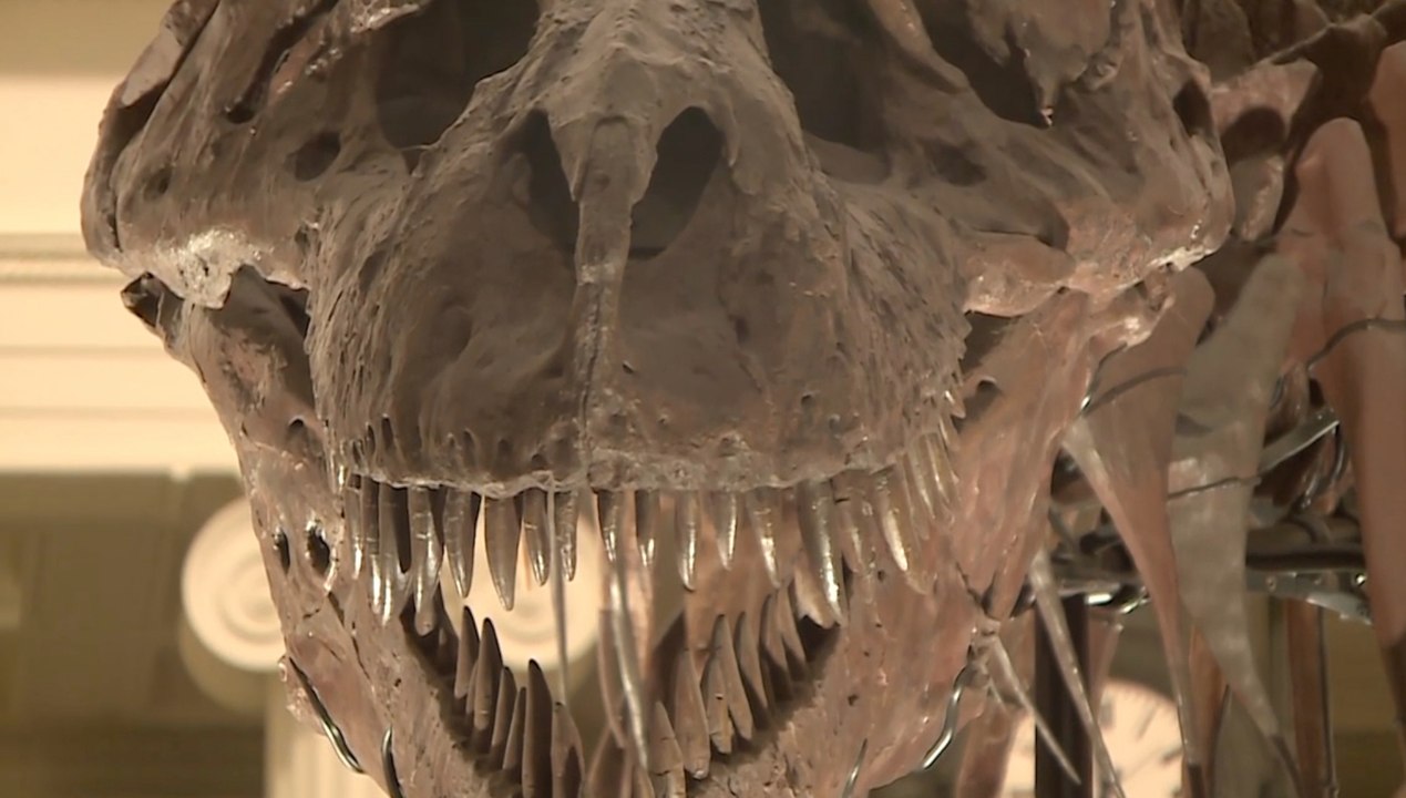 T. Rex Could Have Been 70% Bigger Than Fossils Suggest - video Dailymotion
