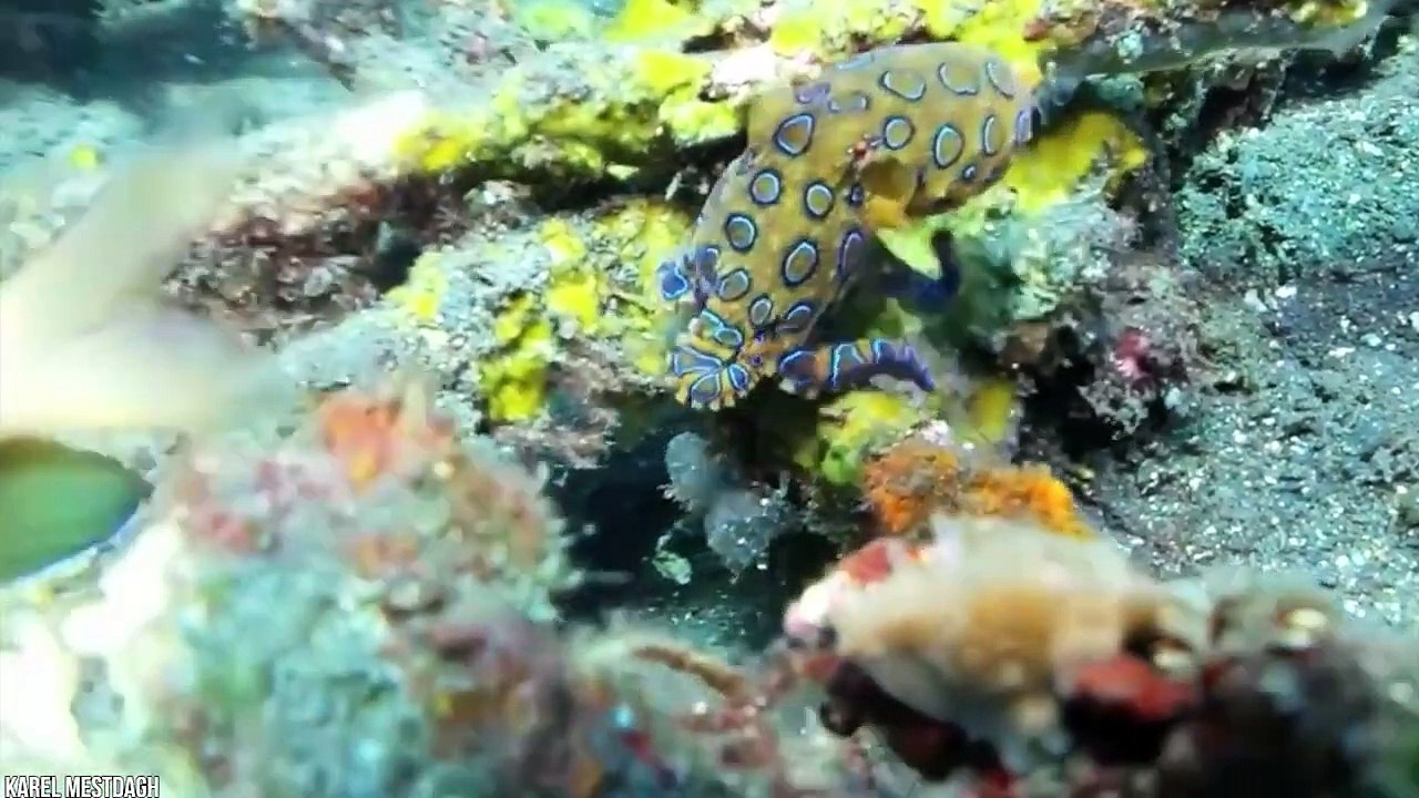 15 Meanest Animals in the World - video Dailymotion