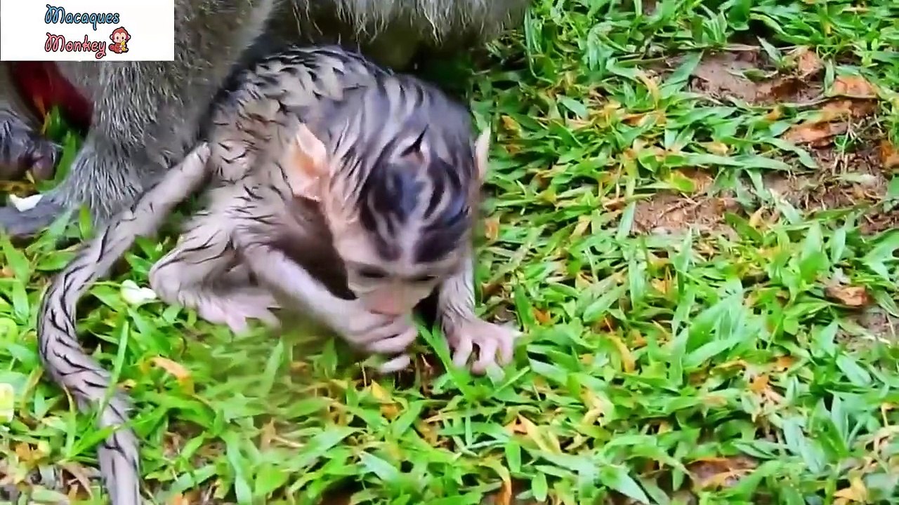 Careless mother monkey caused the baby monkey to fall into the puddle ...