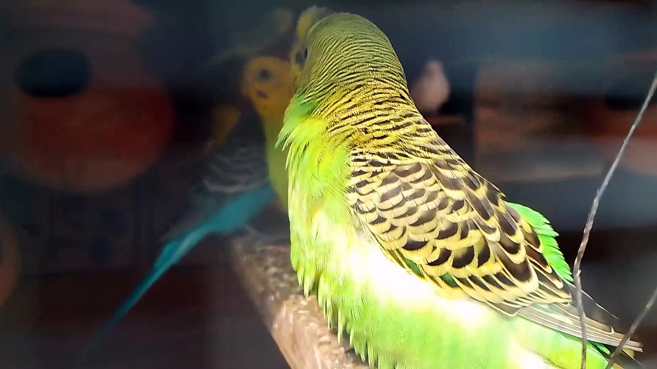Budgies birds Australian parrot rang birange bajari Tota /chhote se ...