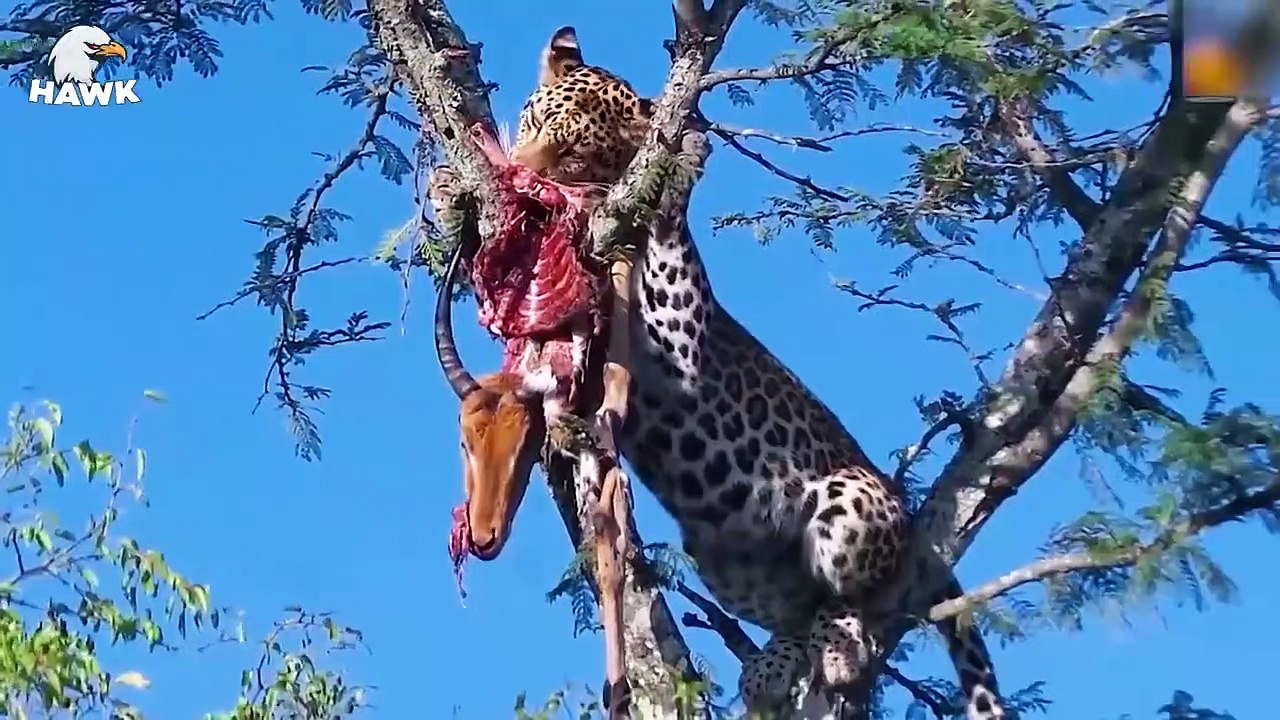 15 Unbelievable Moments When Big Cats Hunt In Trees The Hawk (2 ...