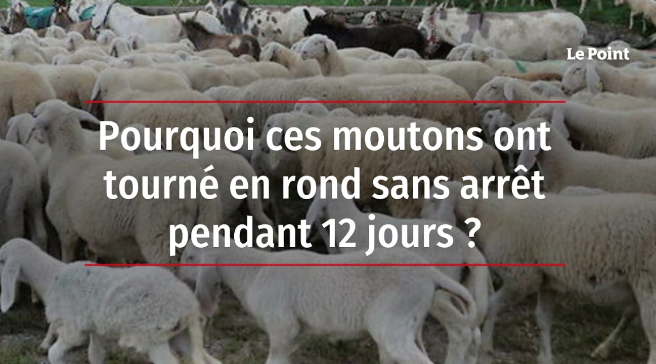Pourquoi ces moutons ont tourné en rond sans arrêt pendant 12 jours ...