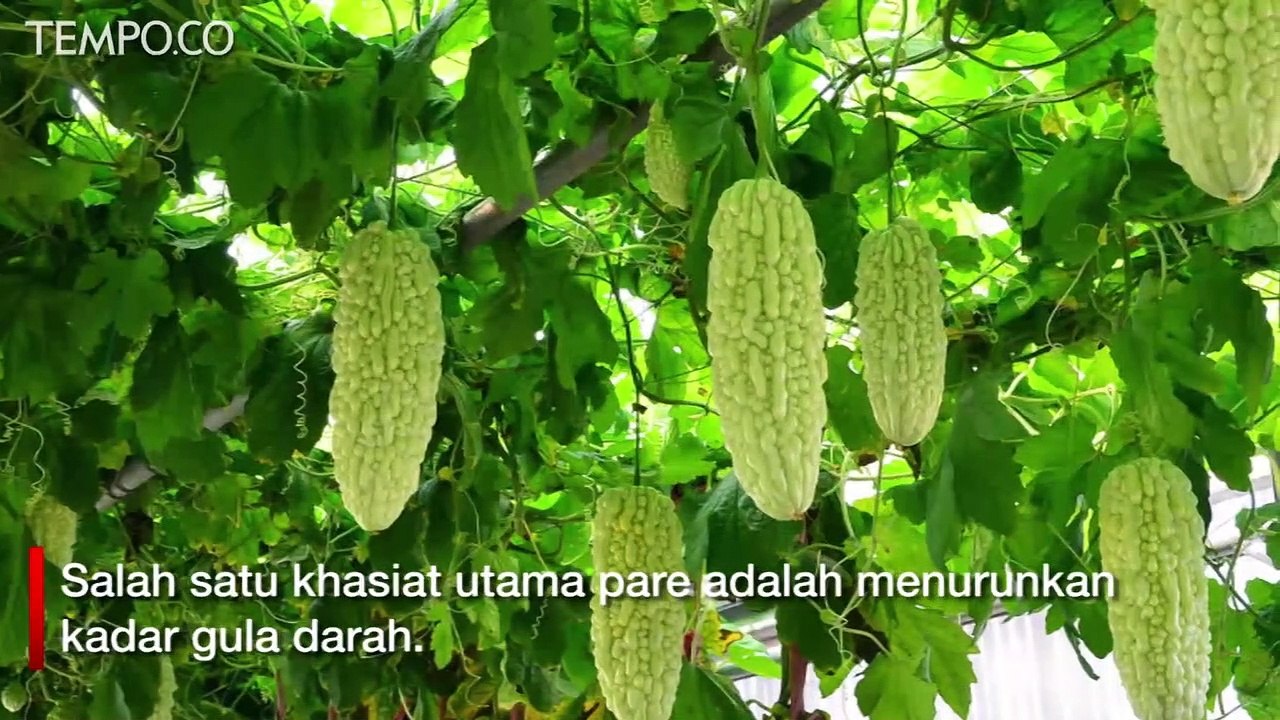 Segudang Manfaat Daun Pare, dari Buah Sampai Air Pare untuk Kesehatan ...