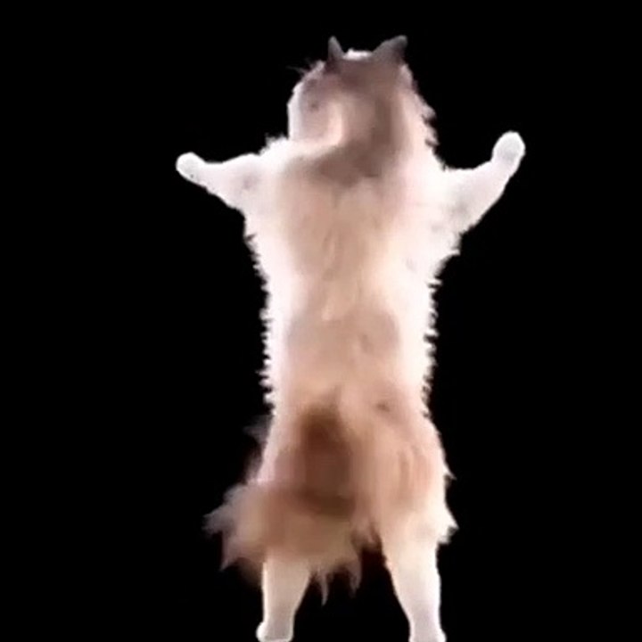 CAT DANCING - Video Dailymotion