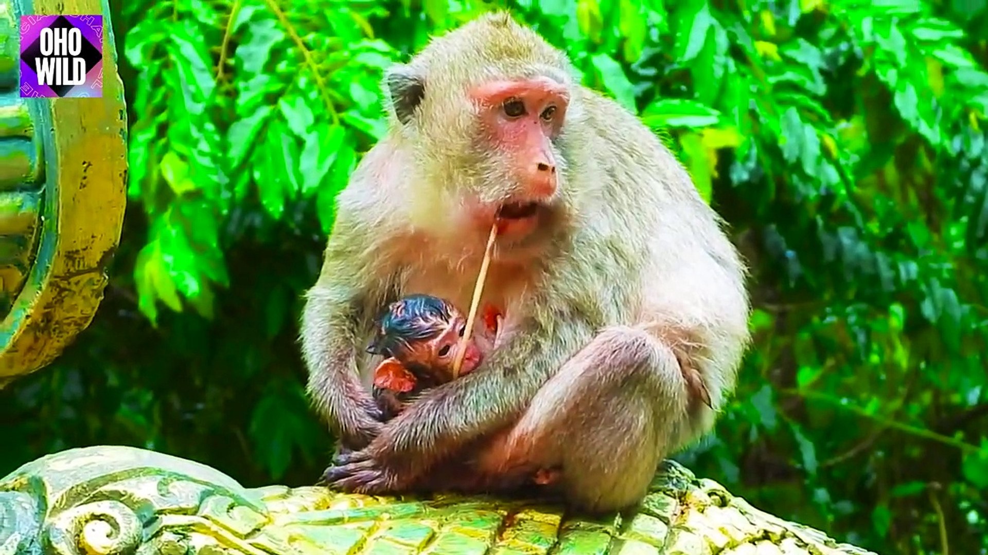 Monkeys Giving Birth