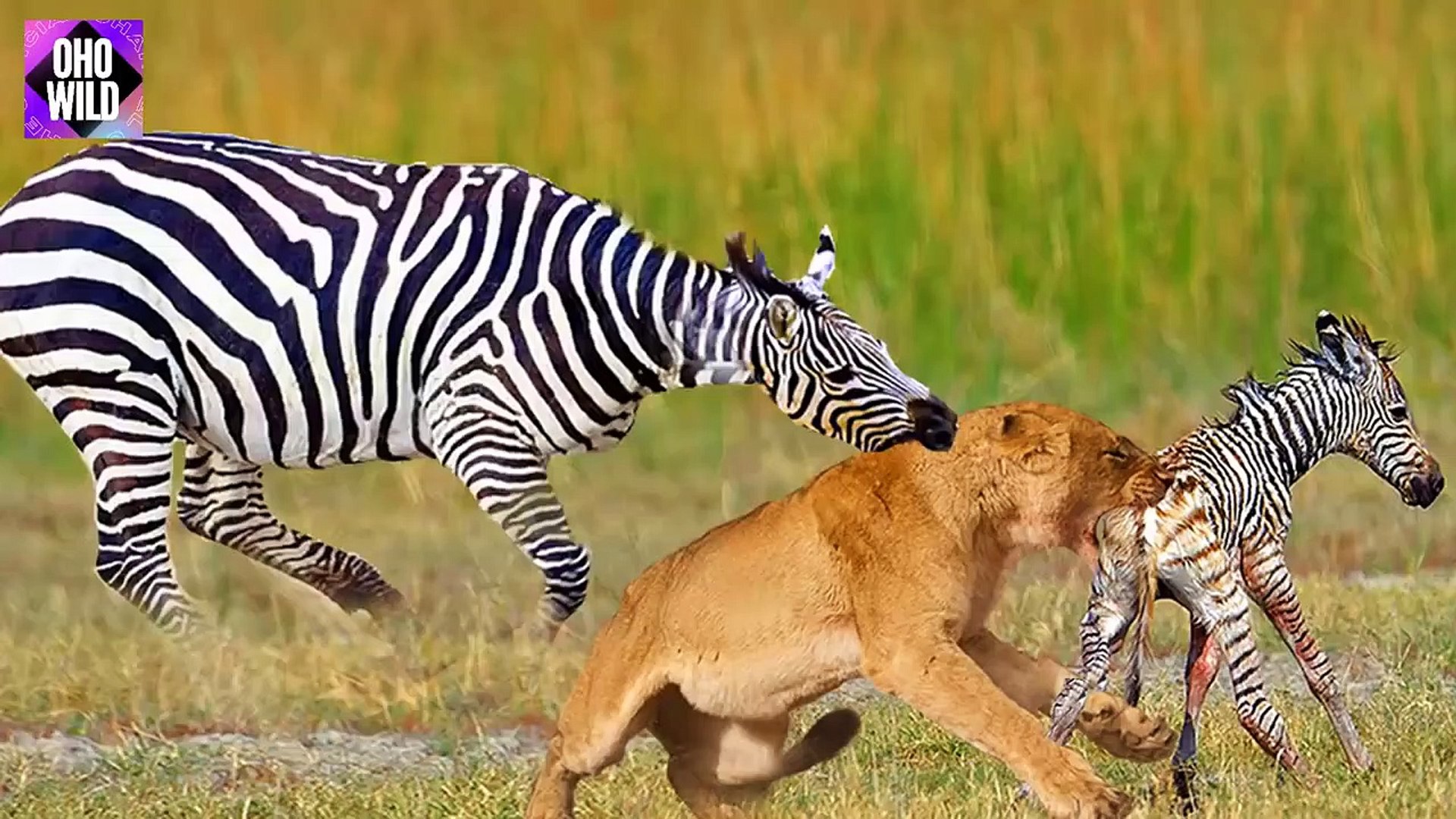 Lion Eating Zebra