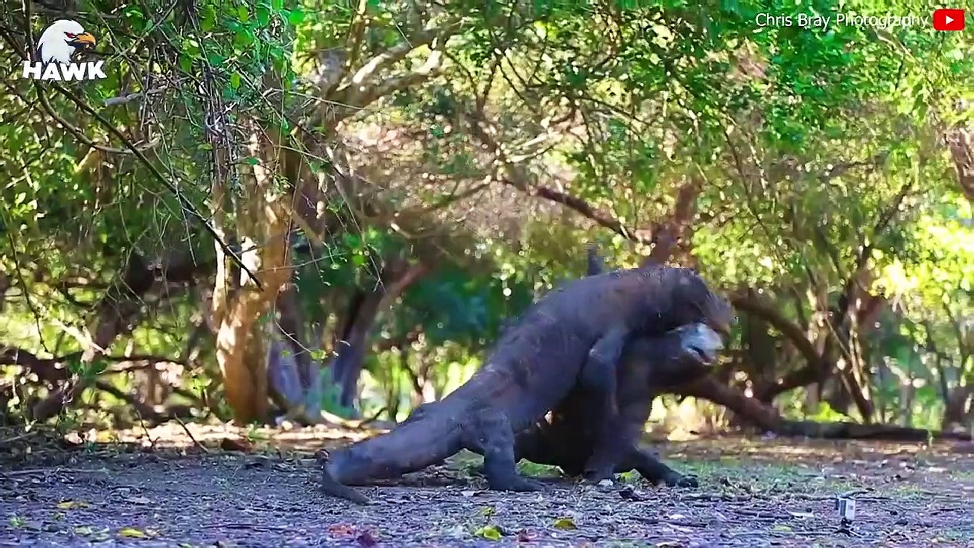 What Animals Fight Each Other