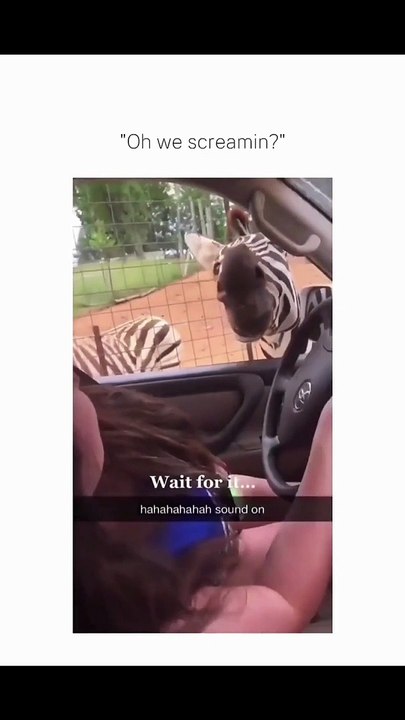 Zebra Screaming - video Dailymotion