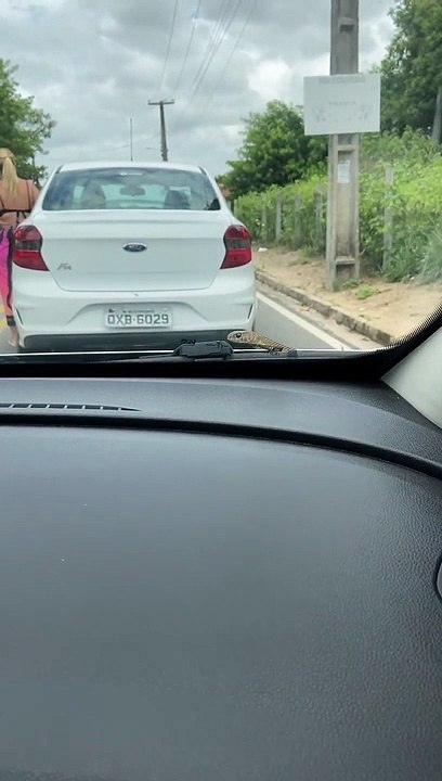 Snake Tries to Hitch a Ride Under Car Hood - video Dailymotion