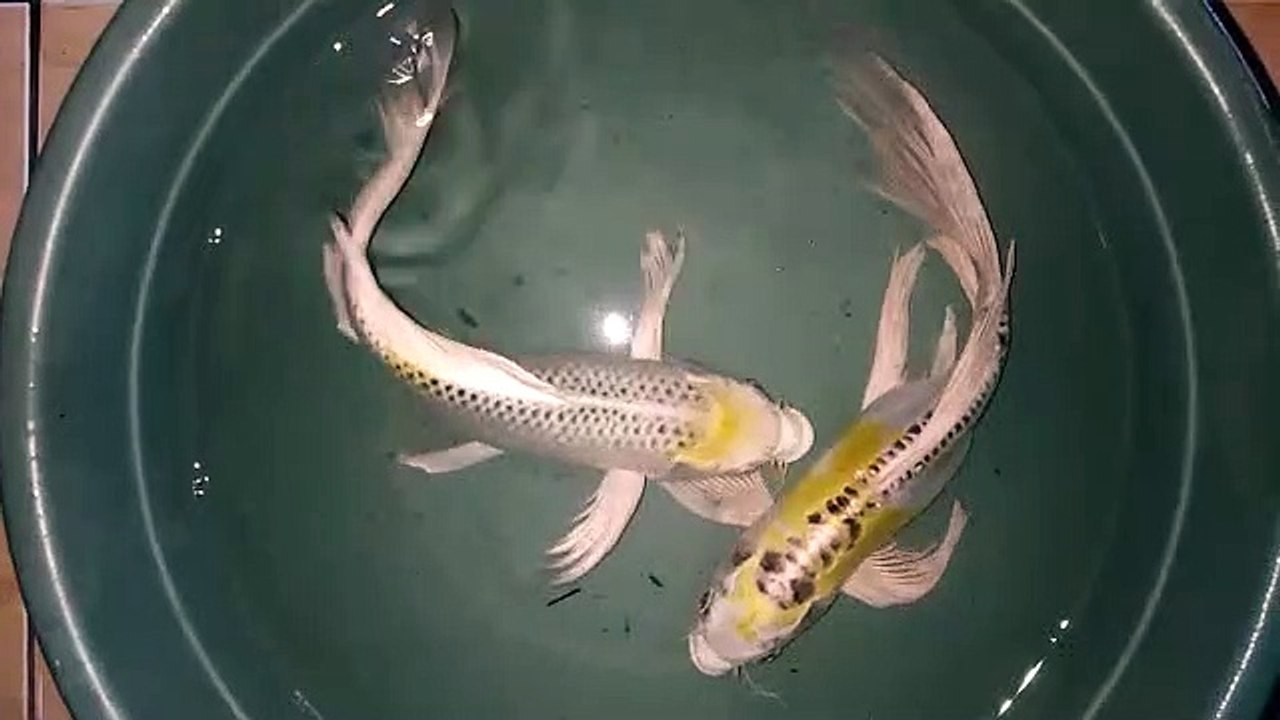 Ikan koi slayer - Video Dailymotion