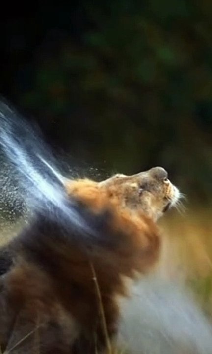wildlife...... - video Dailymotion