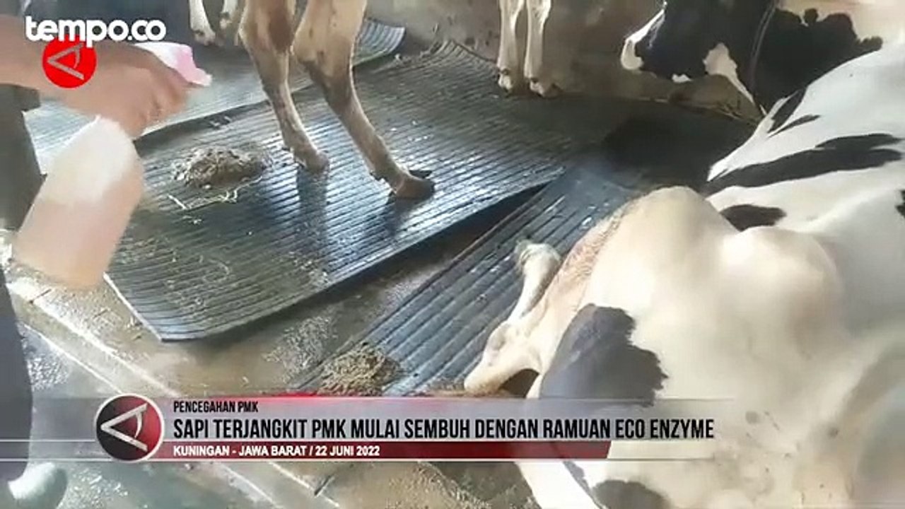 Sapi Terkena PMK Mulai Sembuh Gunakan Ramuan Eco Enzyme - video Dailymotion