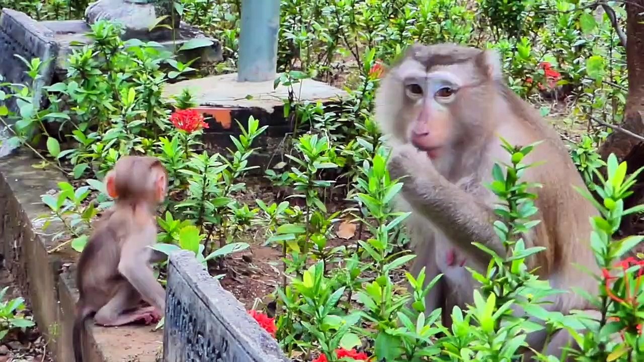 Best Caring.....Mama Monkey Following Her Son Mora Who Running So Fast ...