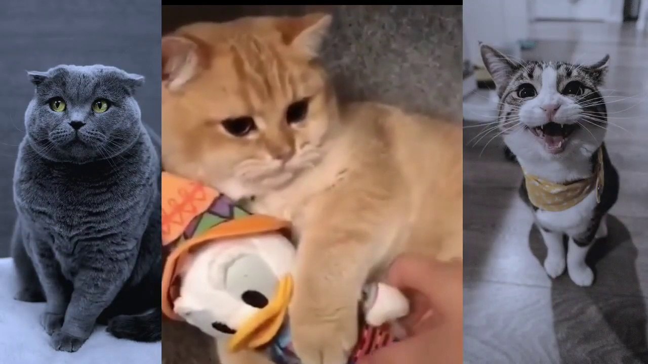 FUNNY CATS COMPILATION __ KITTEN CUTE,TINGKAH HEWAN LUCU BIKIN NGAKAK ...