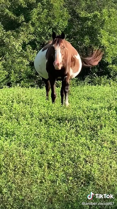 Random Pets Doing Random Things | Cute Pets Compilation - video Dailymotion