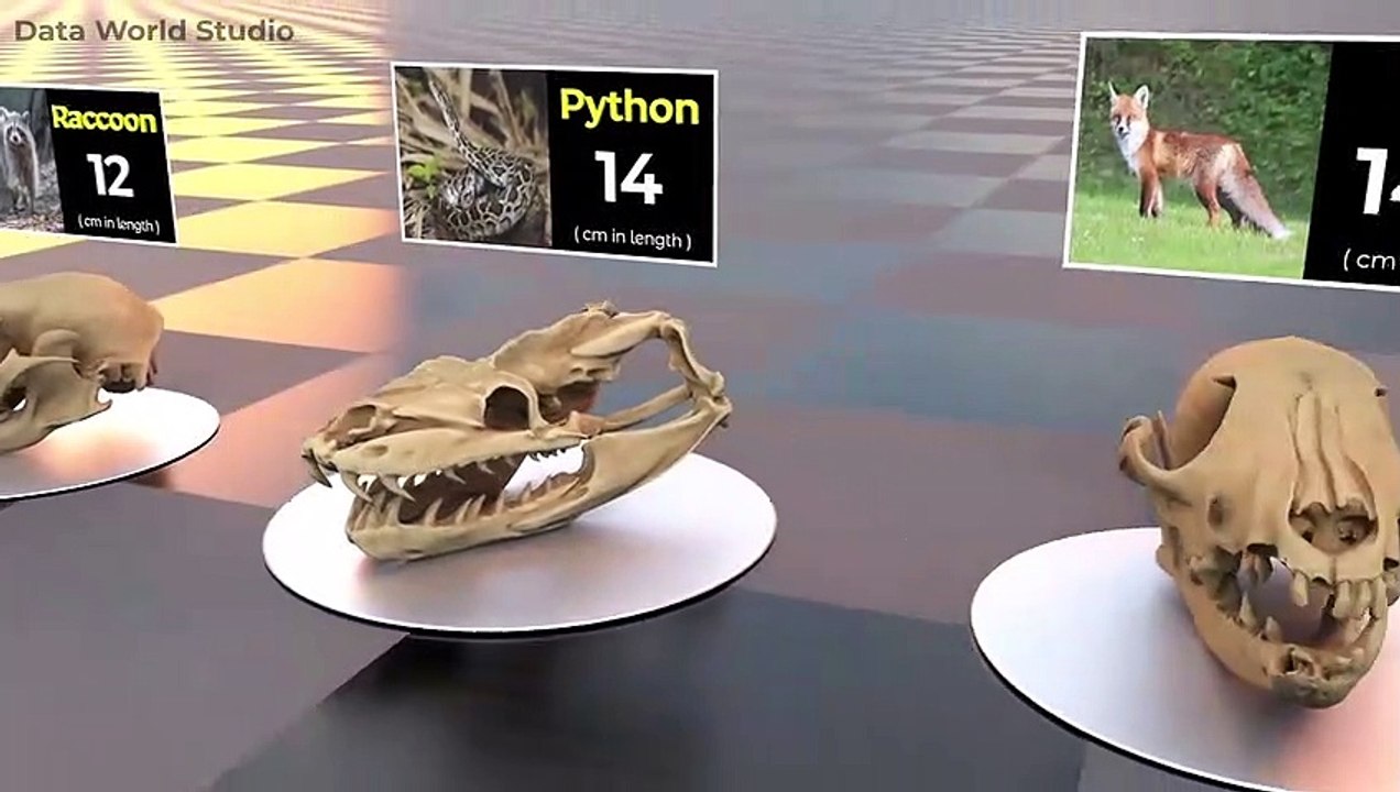 Comparison of skull sizes, including the largest skull - video Dailymotion