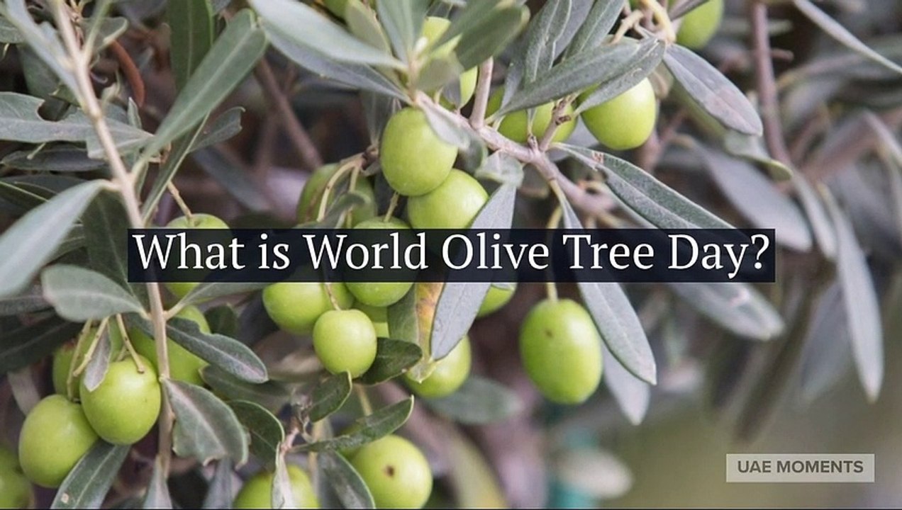 What is World Olive Tree Day? - video Dailymotion