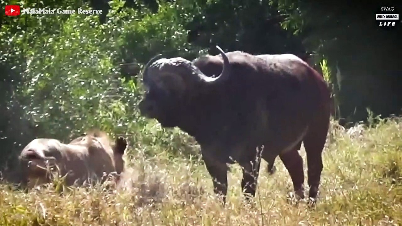 Ashamed ! Alpha Buffalo Shows Lion Who Is The King Of The Grasslands ...