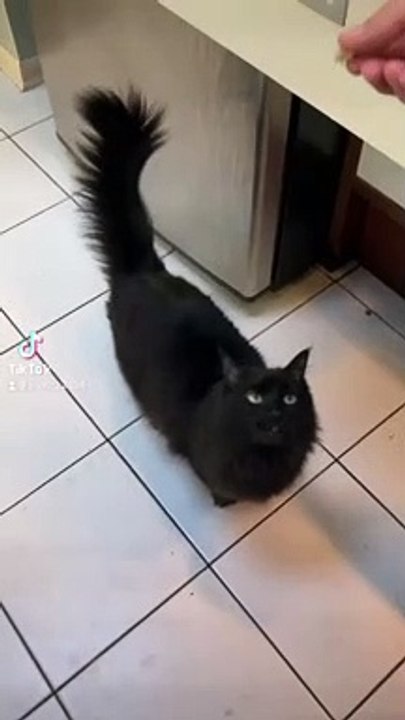 My Black Cat begging for treats. - video Dailymotion