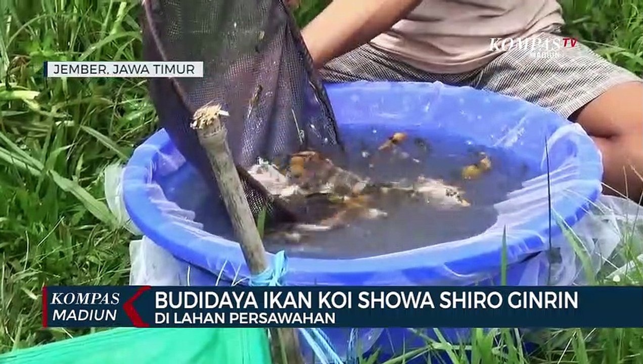 Budidaya Ikan Koi Showa Shiro Ginrin Di Lahan Persawahan - Video ...