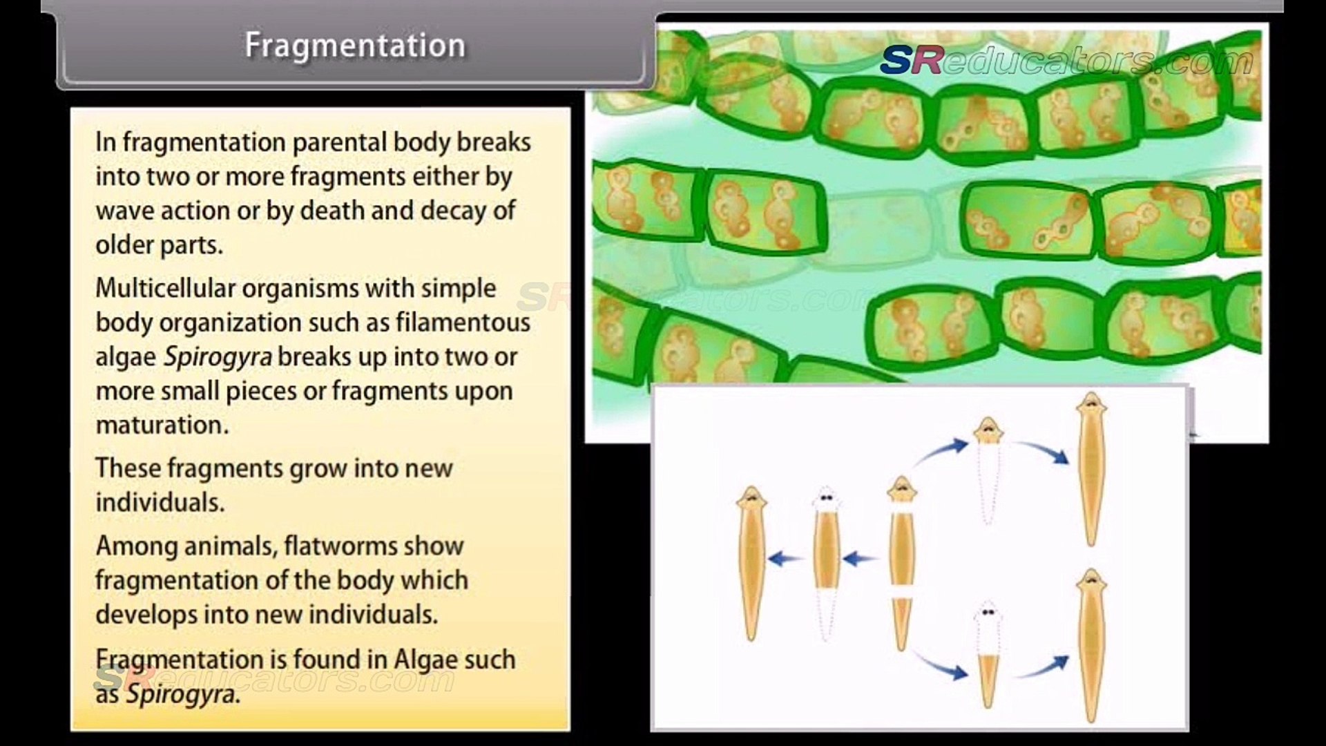 Organisms That Use Fragmentation
