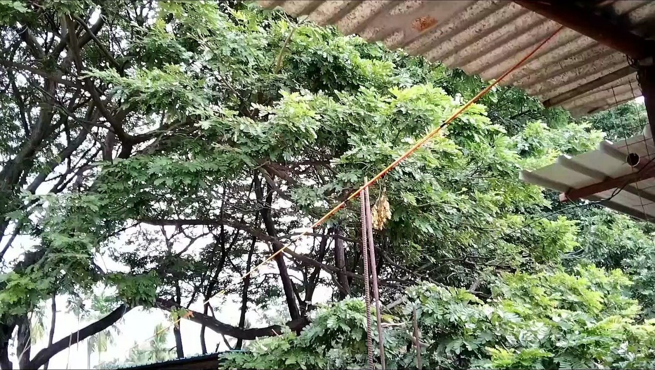 Cute Rabbit Cutting - video Dailymotion