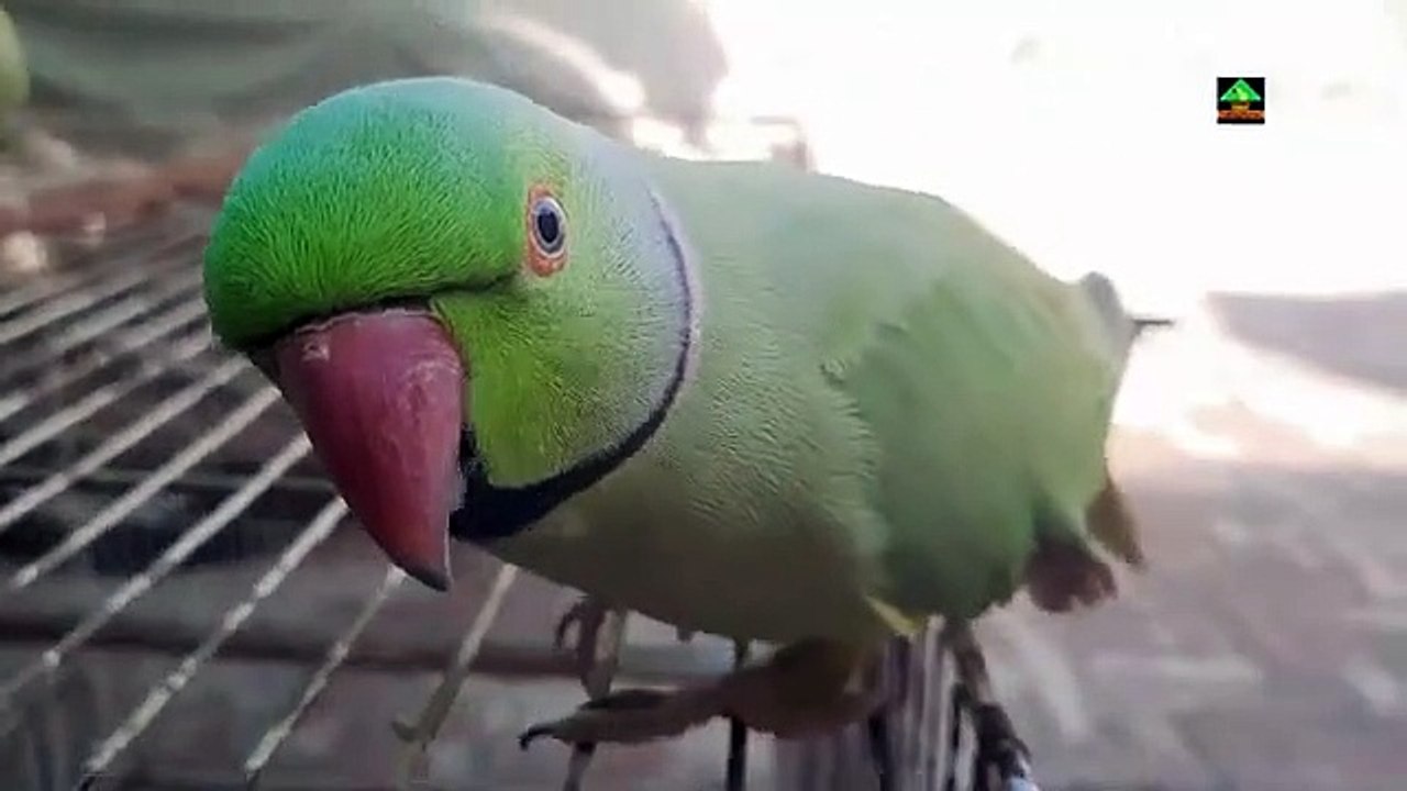 Funny_Green_Talking_Parrot_Speaking_And_Fun_With_Each_Other - video ...