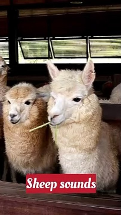 Sheep sound animal sound effects - video Dailymotion