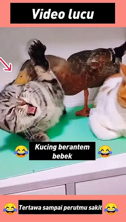 Video kucing dan bebek - video Dailymotion