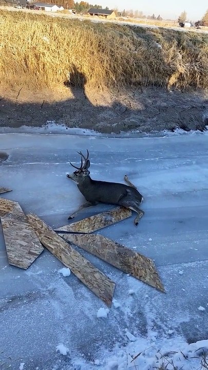 Guys Save Buck High Centered on Ice - video Dailymotion