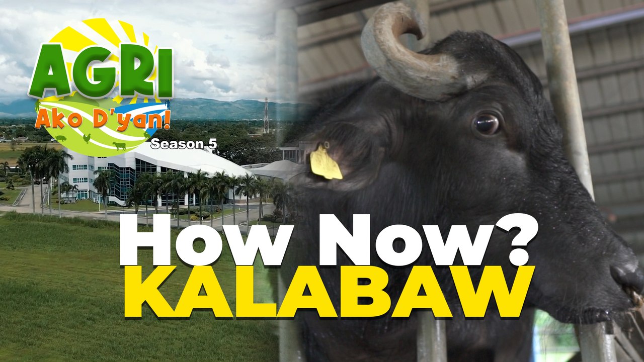 “How Now? Kalabaw” - video Dailymotion