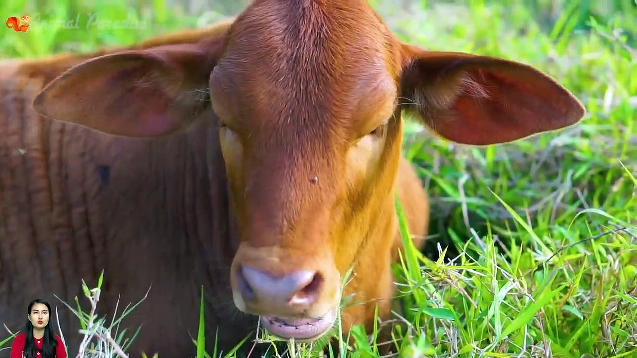 Learn Family Animals Cat Horse Cow Chicken Duck - Farm Animal Sounds ...