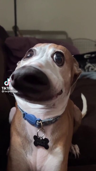 The Goofiest Pet Ever| Funny Pet Compilation Part 2 - video Dailymotion