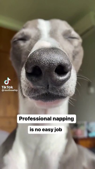 The Goofiest Pet Ever | Funny Pet Compilation Part 3 - video Dailymotion