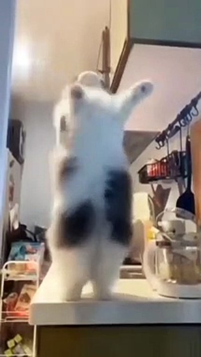 Cat dancing numa numa dance - Vídeo Dailymotion