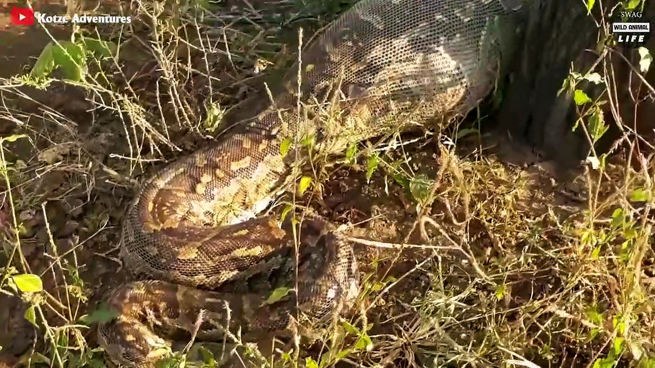 What Happens When Pythons Try To Swallow Prey That Are Too Big And ...