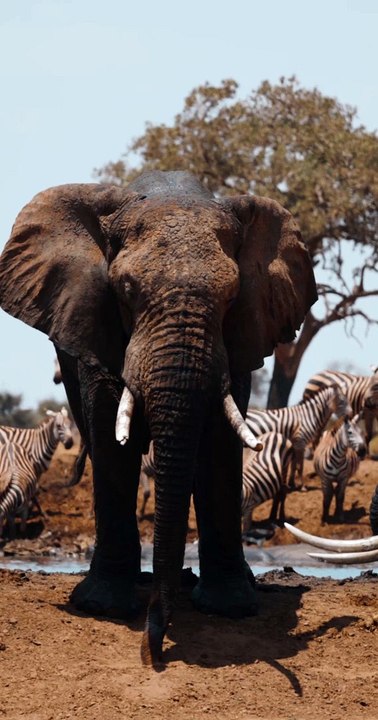 Elephant Vs Zebra - video Dailymotion