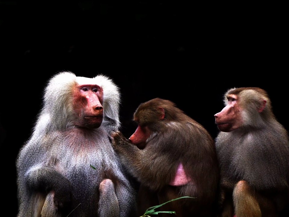 Baboons - Video Dailymotion