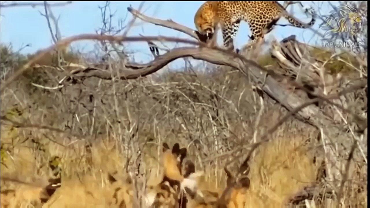 Leopard Hunts Antelope Lion Climbs A Tree To Get The Leopard's Wake ...