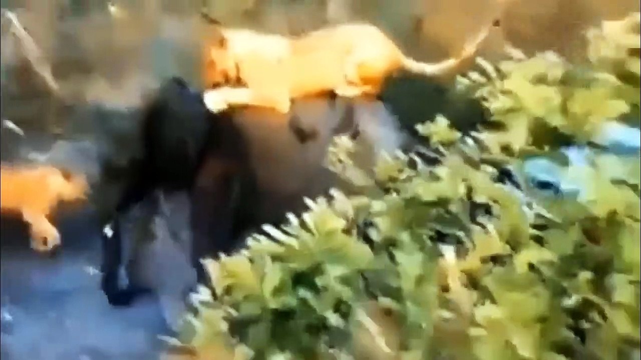 Newborn Impala Is Lucky To Escape From The Hunted Monkey King Impala's ...