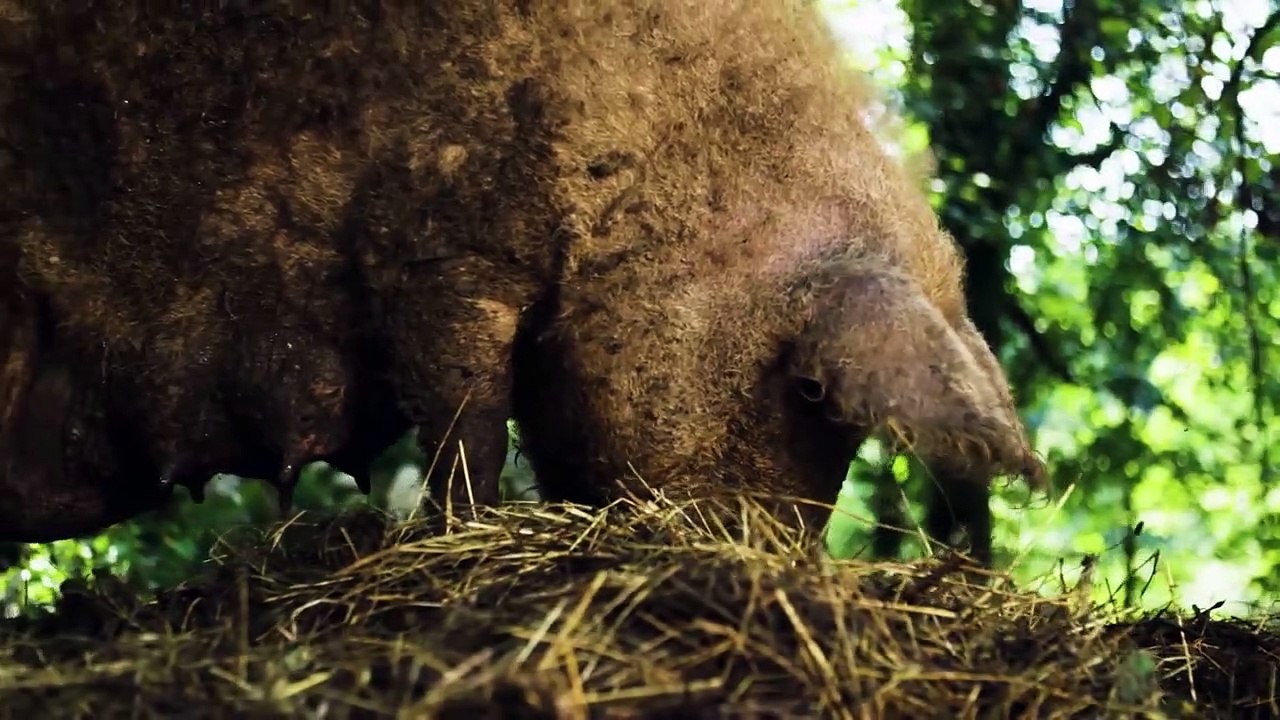 Unbelievable Animals That Saved Other Animals (2) - video Dailymotion