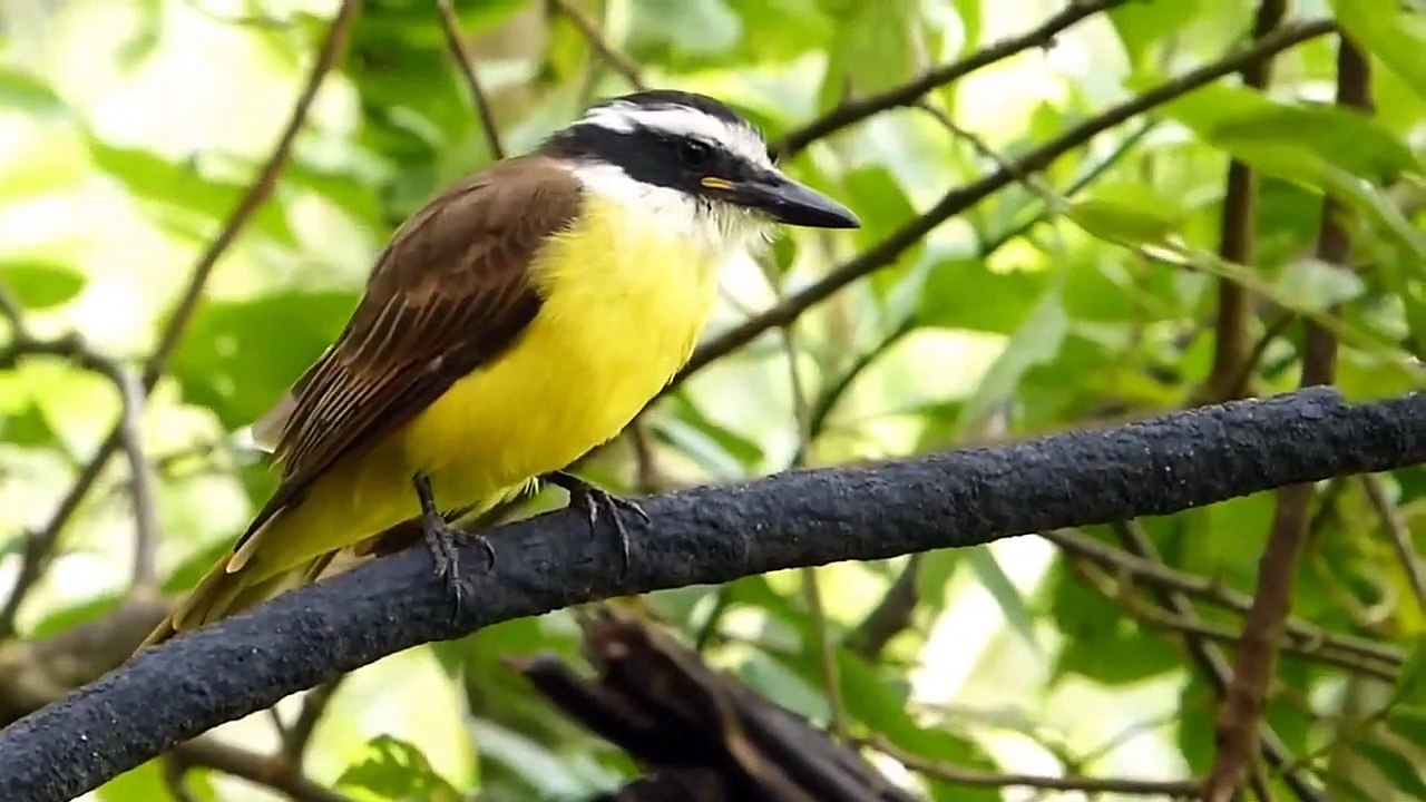 O som do BEM-TE-VI cantando: a curiosidade do bem-te-vi | Lindo canto ...