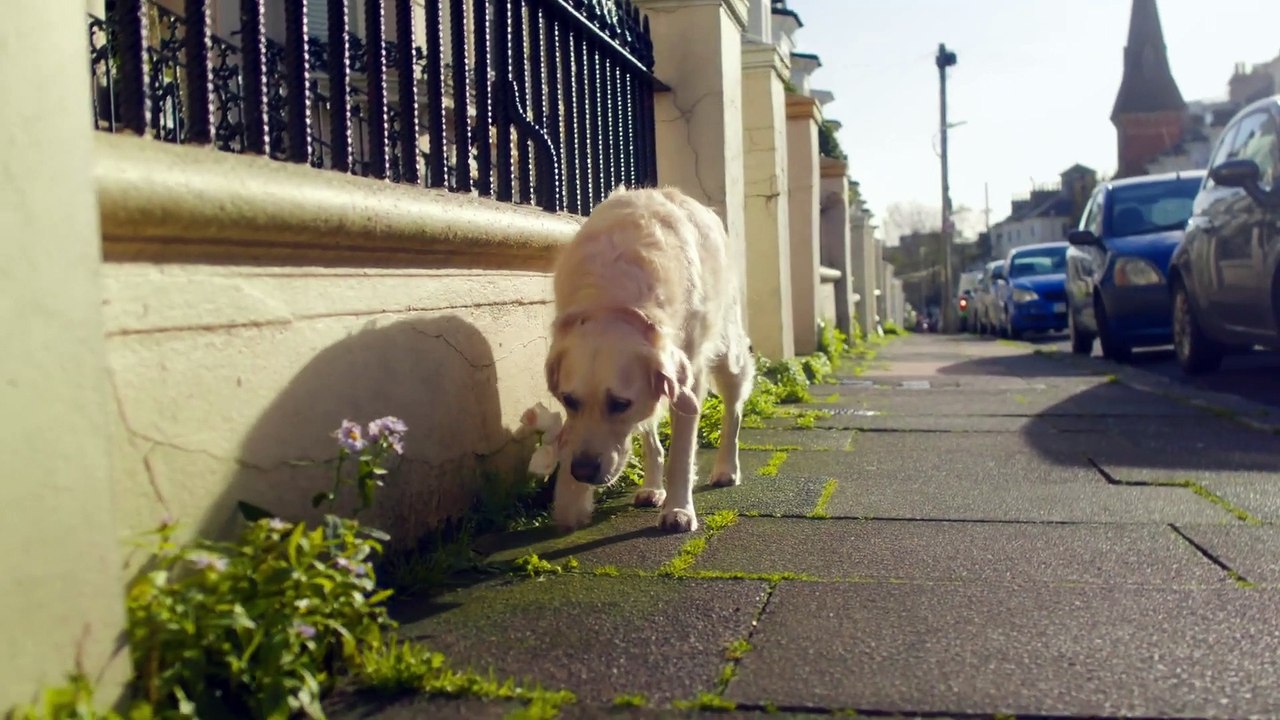 Y2Mate.is - Heart RSPCA Christmas Advert 2022-rsCcfiBw4aE-1080p ...